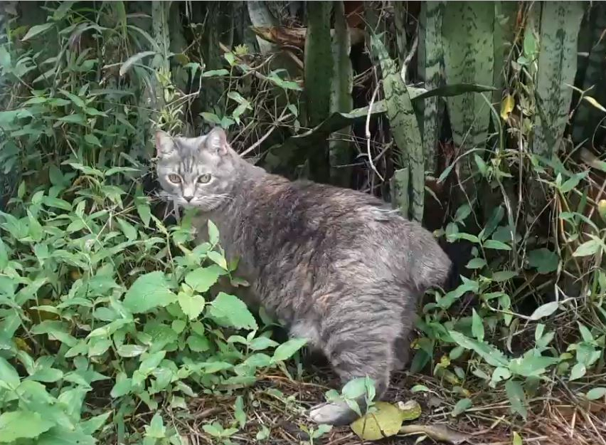 Miss Kitty’s Long Branch Ranch – West of Westlake